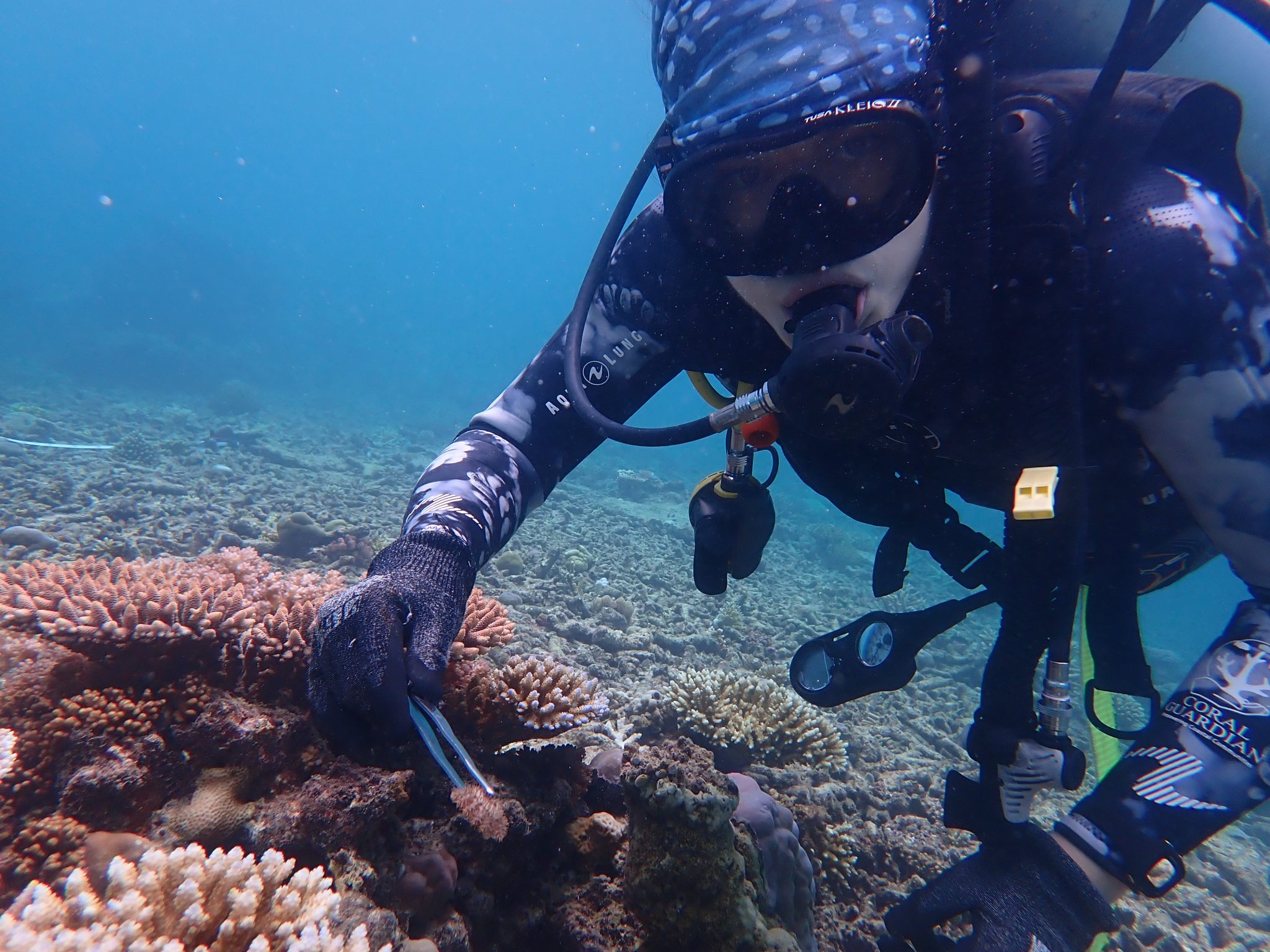 Juvenile Crown-of-Thorns Starfish (CoTS) Research - GBR Biology
