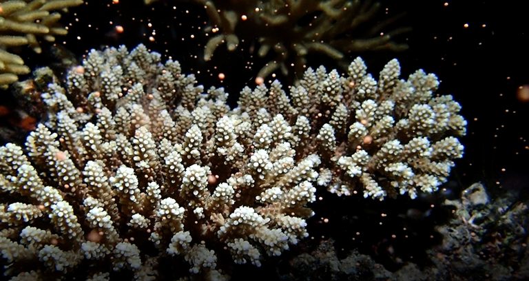 Coral Larval Reseeding - GBR Biology
