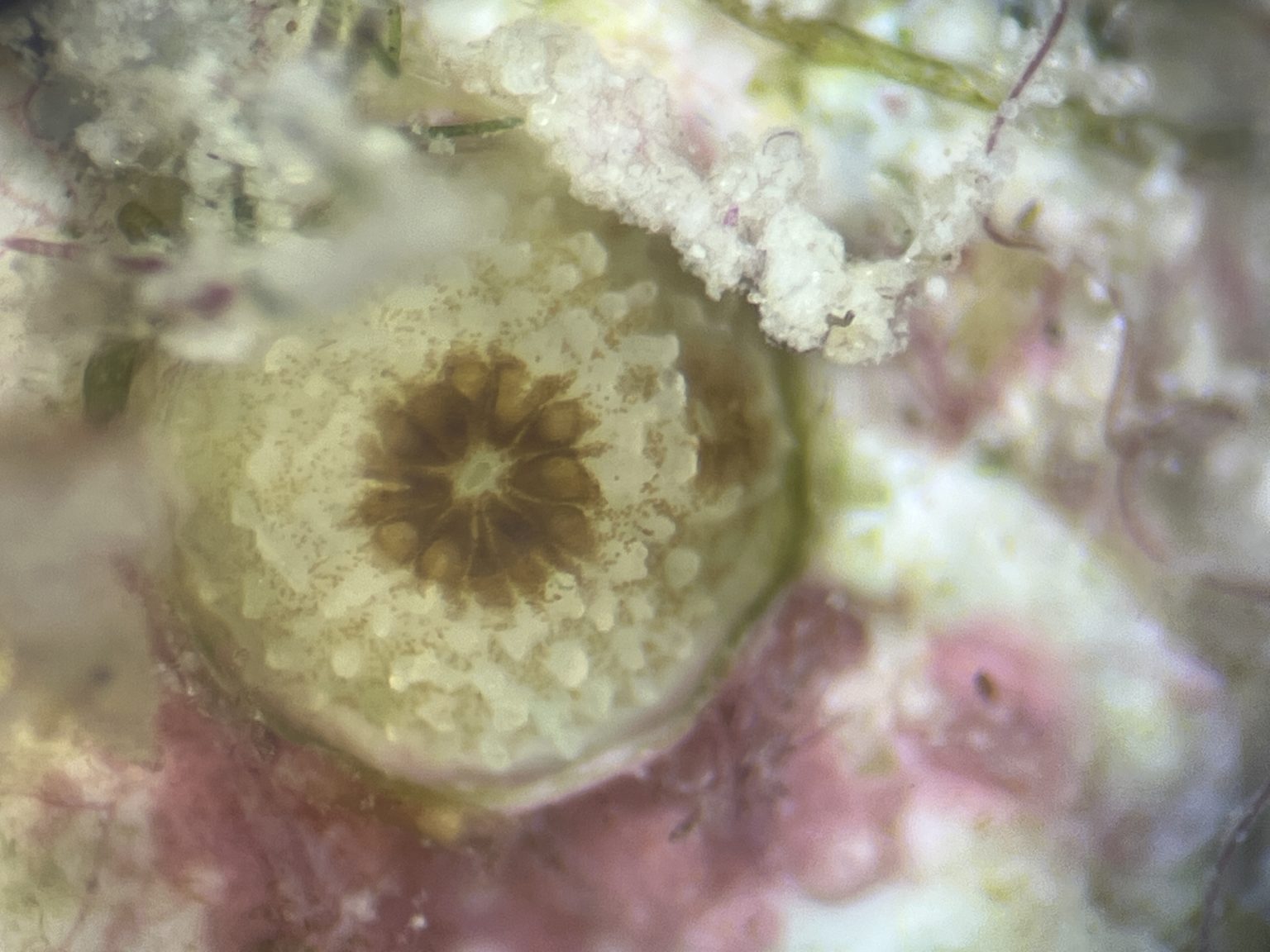 Coral Larval Reseeding - GBR Biology