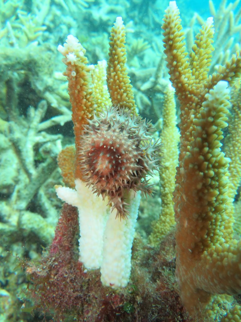 Juvenile Crown-of-Thorns Starfish (CoTS) Research - GBR Biology