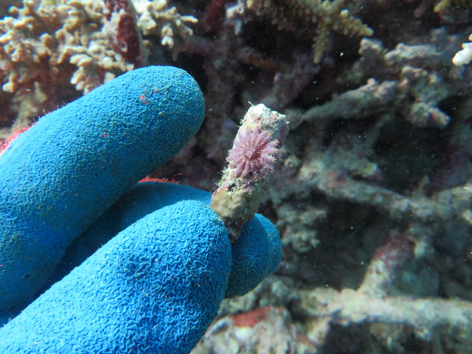 Juvenile-Crown-of-Thorns Starfish (CoTS) - GBR Biology
