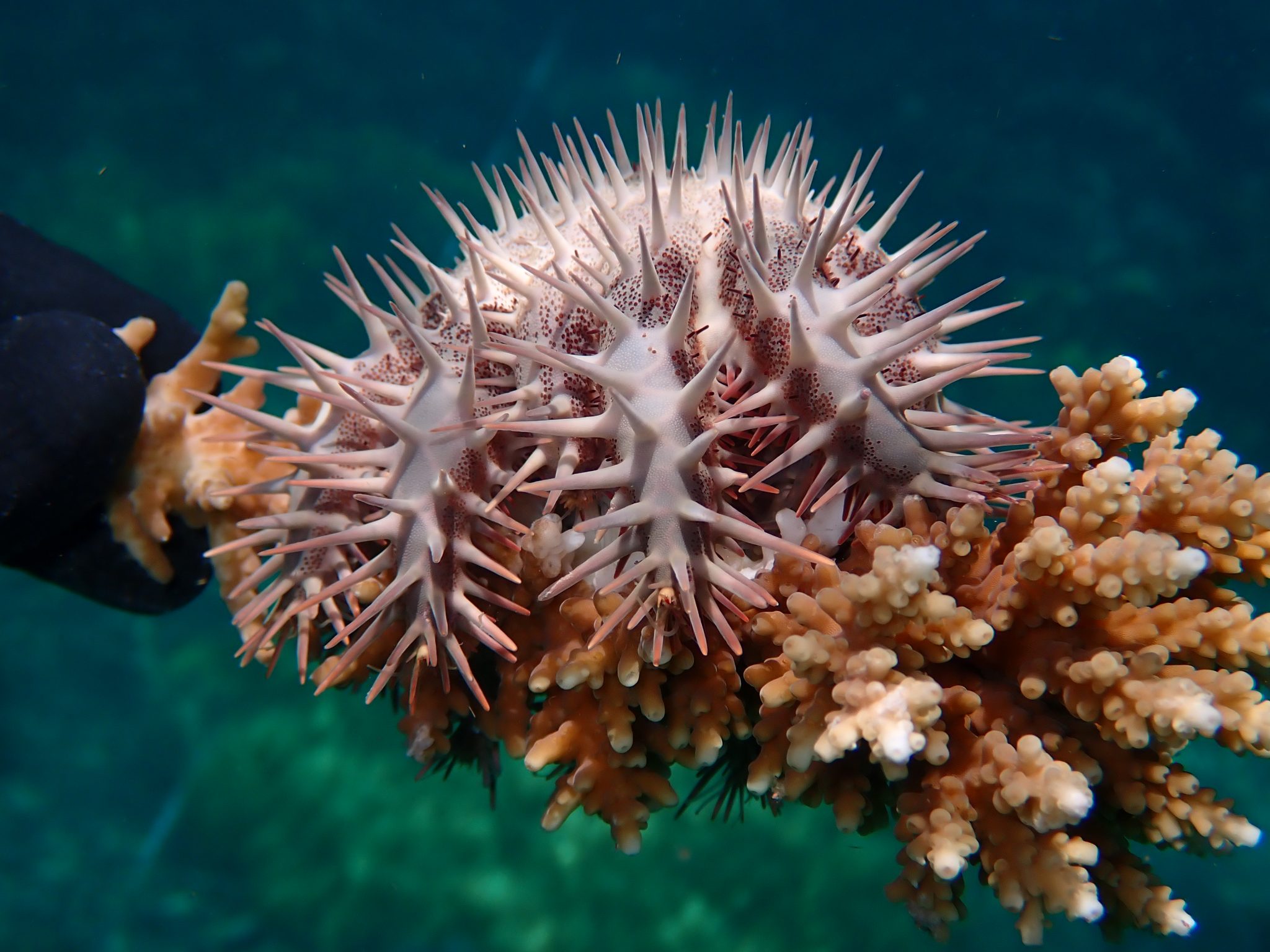 Juvenile-Crown-of-Thorns Starfish (CoTS) - GBR Biology
