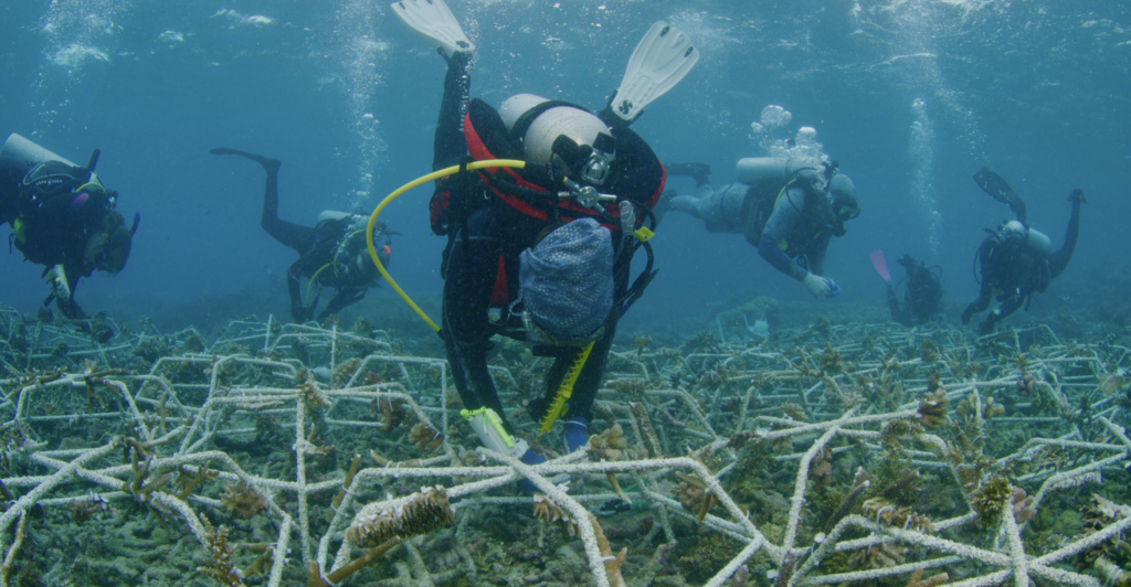 MARS and Coral Rubble Stabilisation - GBR Biology