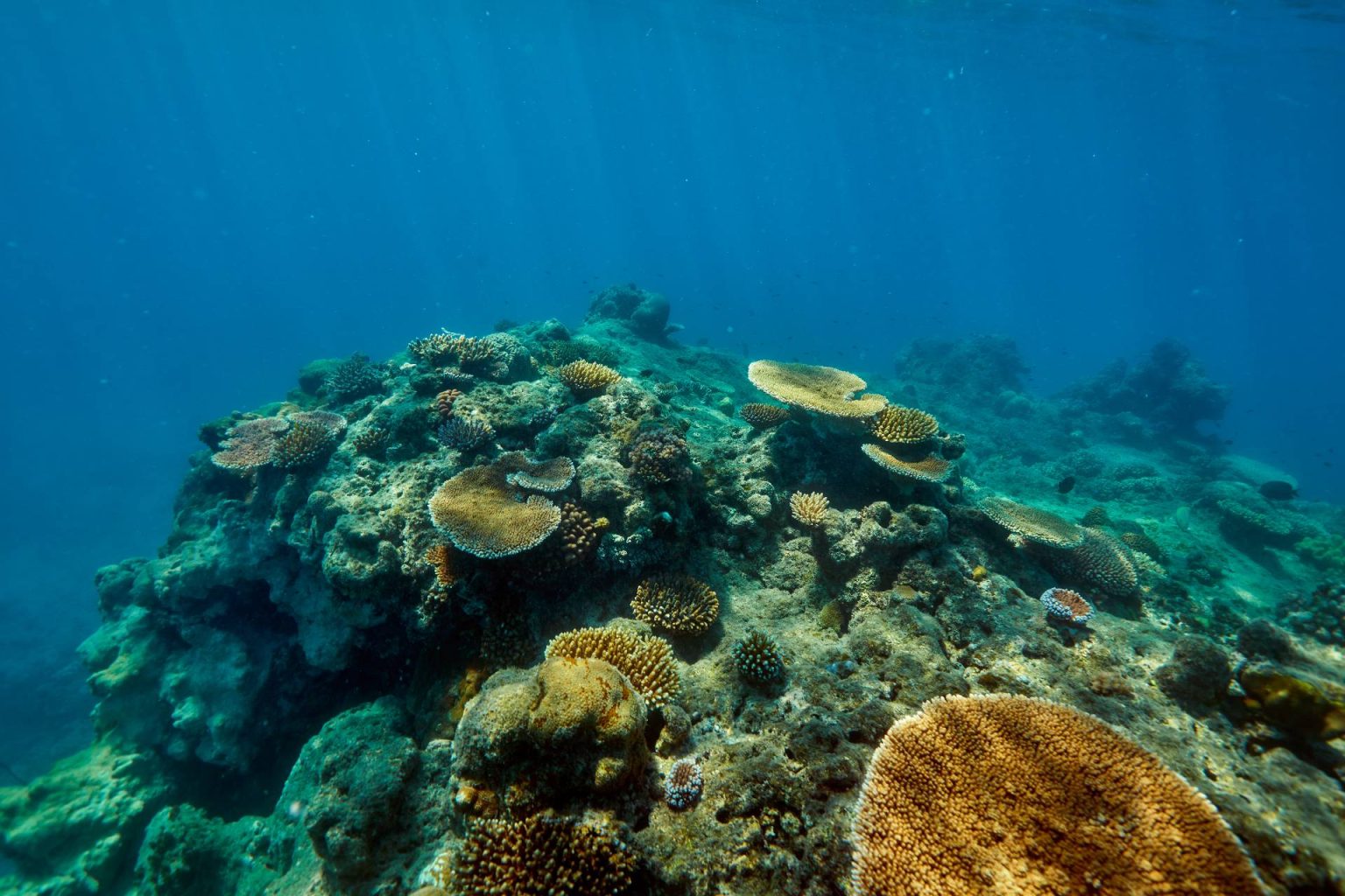 News - GBR Biology