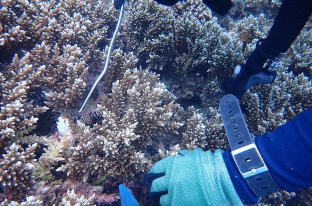 Juvenile-Crown-of-Thorns Starfish (CoTS) - GBR Biology