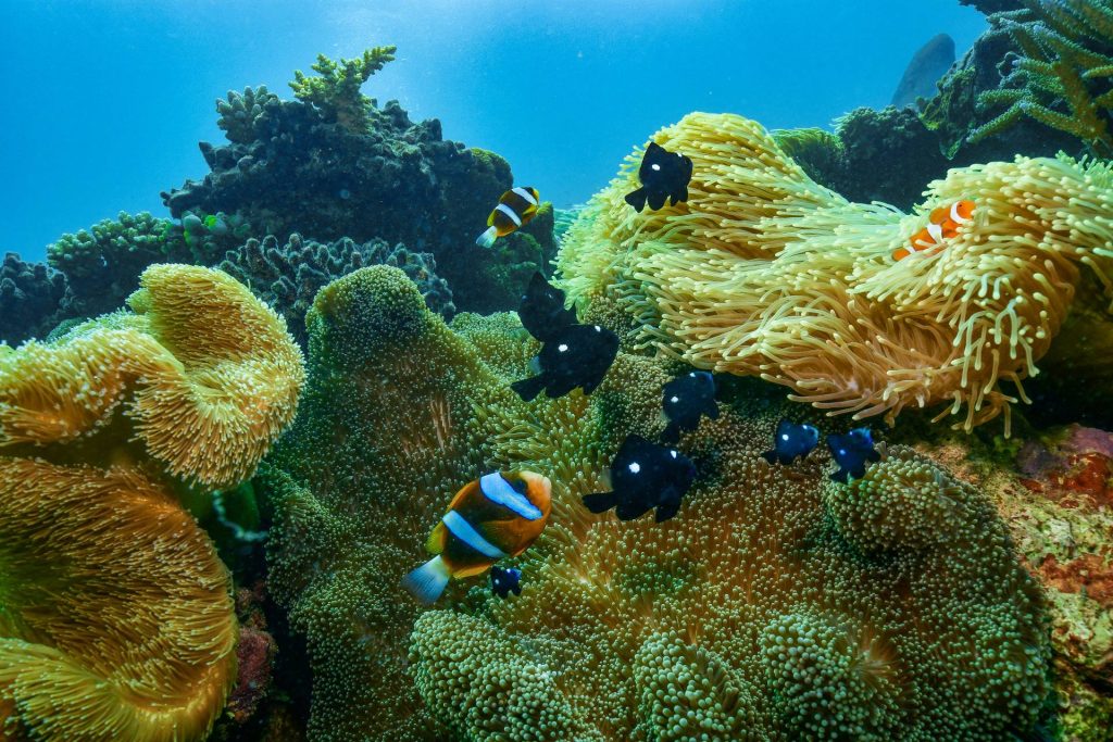 Habitats Of The Reef - GBR Biology