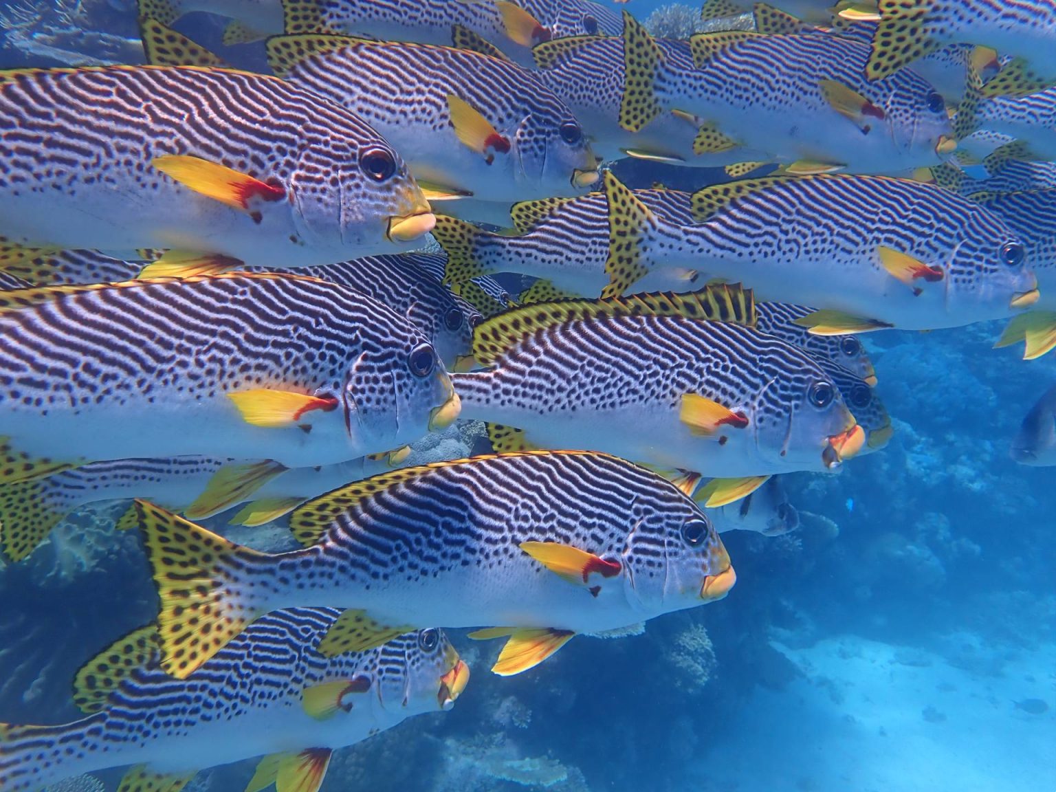 Research - GBR Biology