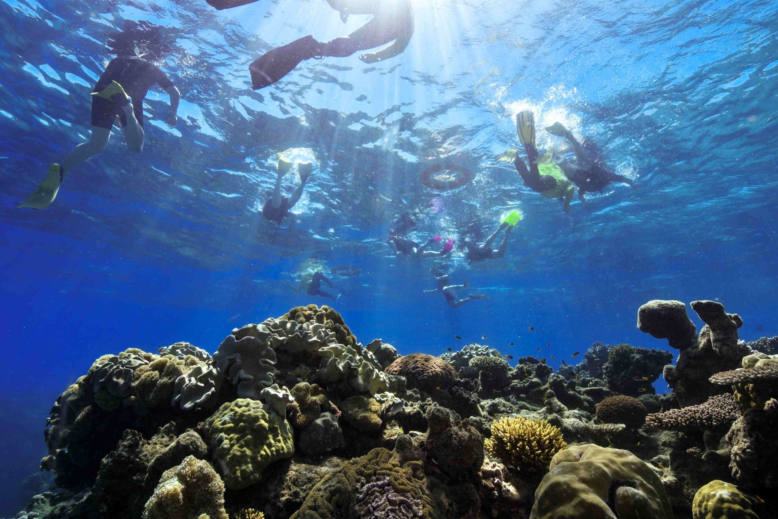 Snorkel Tours - GBR Biology