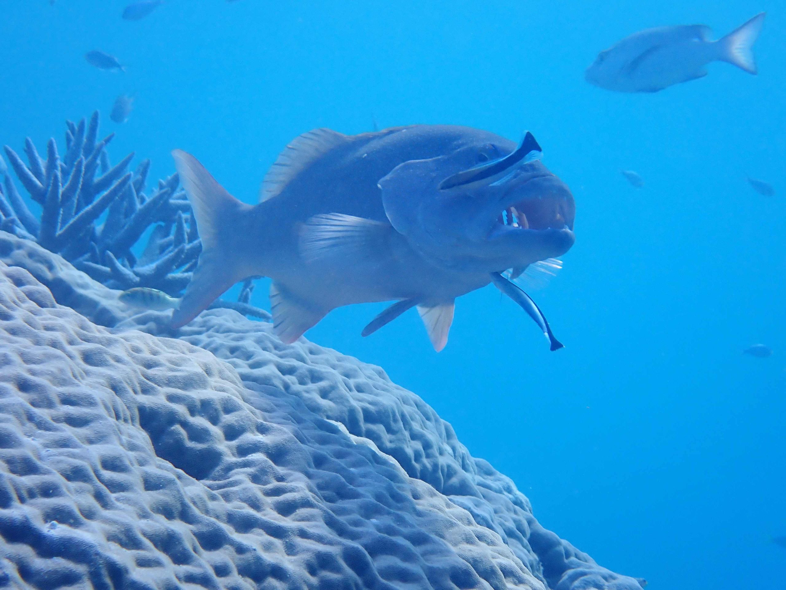 Snorkel Tours - GBR Biology